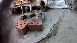 КОШАРИУМ.mp4