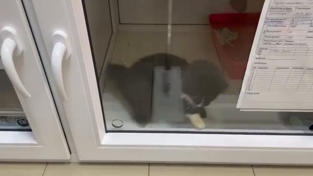 У "Мурзилок СПб" новый подопечный - Рауль😺 Даже на карантине в клинике поднимает всем настроение!💕