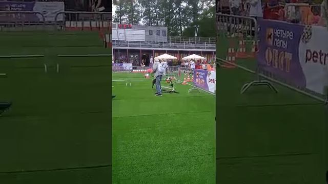 Фестиваль "Четыре лапы ФЕСТ". 17.08.2024. 2