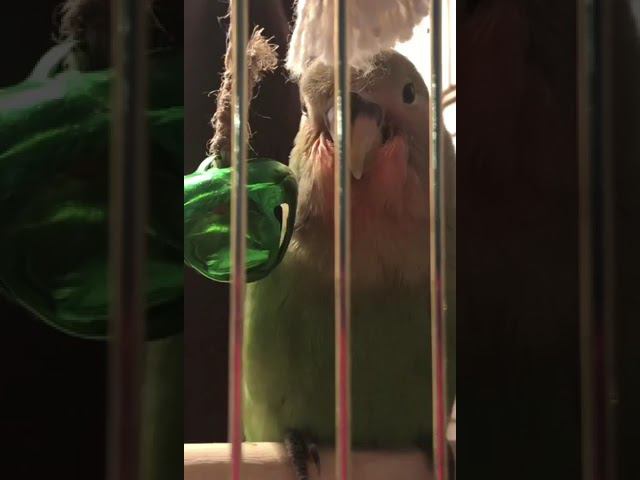 неразлучник разговаривает