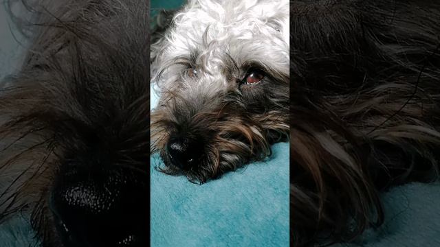 Моргалочки!)🐶😄