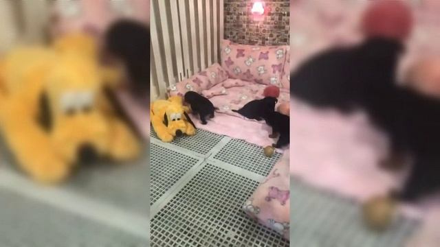 Приколы угары с животными | Засмеялся подписался