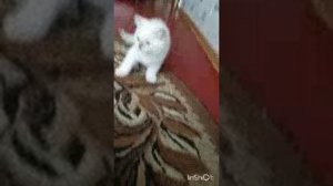 InShot_20230726_095807671.mp4