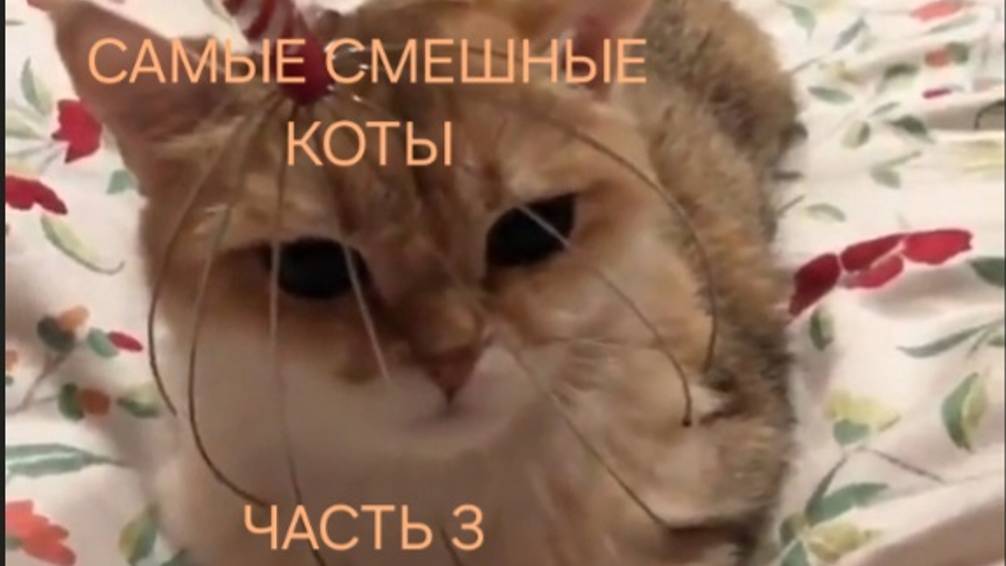 САМЫЕ СМЕШНЫЕ КОТЫ 3 | КОТЯРА
