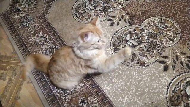 Игривая Рыжая Кошка     ???????.mp4