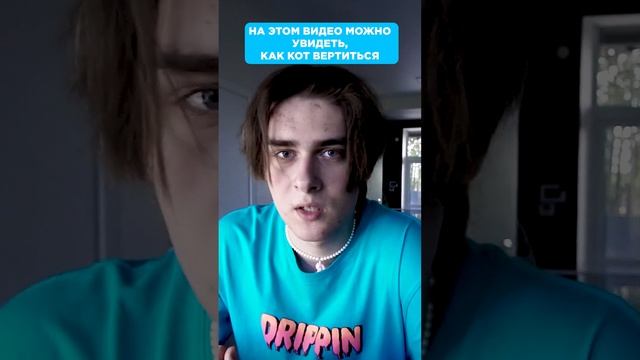 Кот в блендере!