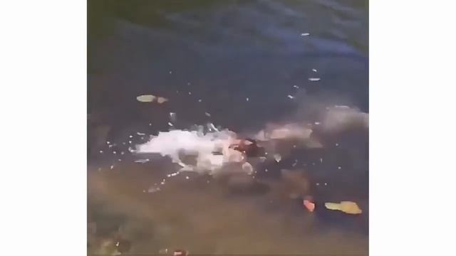 Самые смешные животные-5.mp4