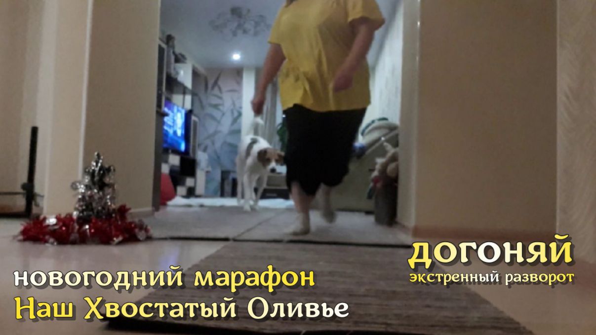 Игры с собаками / Экстренный Разворот / Догоняй, брось свои дела и догоняй )))