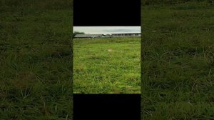 Выгуливаю коз ? а подкидышь Фокс ? возвращается с района шанхай.