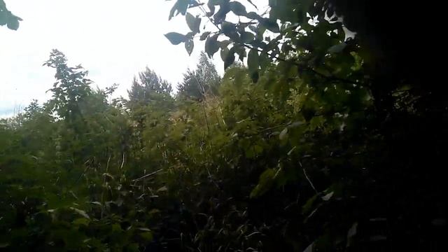 Ловушка сработала.Первый рой сезона 2021.Пчеловодство.