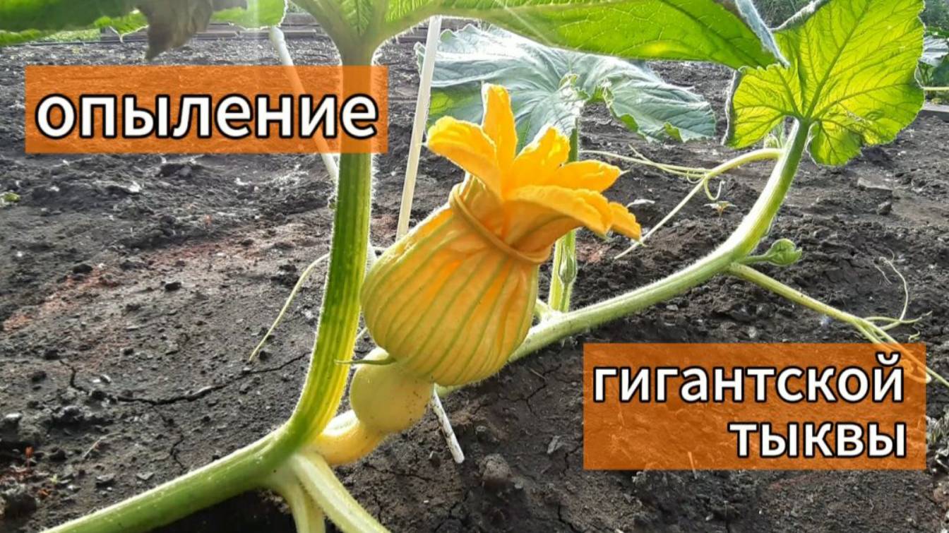 Опыляю гигантскую тыкву. 03.07.2024 #гигантскаятыква #atlanticgiant