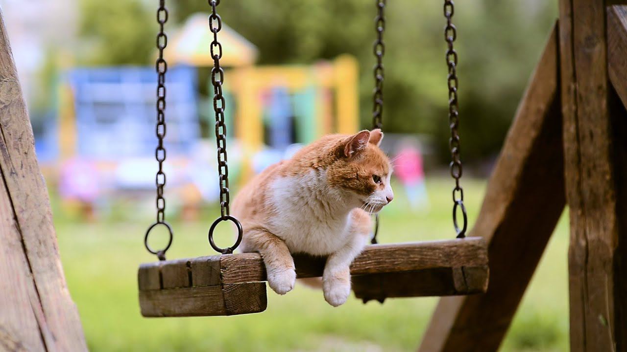 Клип Кошка беспородная. Студия Палитра