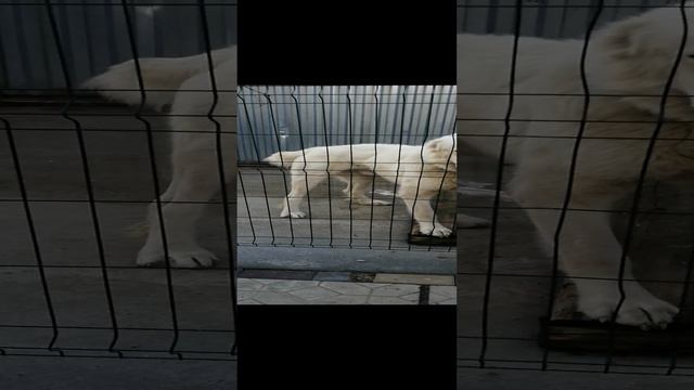 Вызволен из алабайского "гетто" #Шилеле #Абай