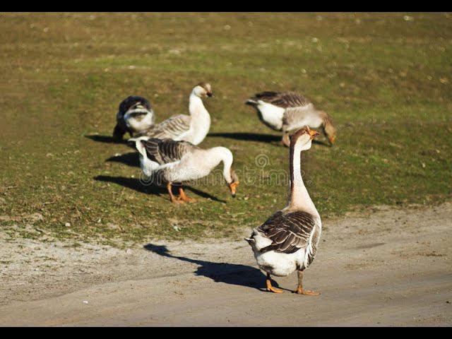 Про бабусю Дусю.