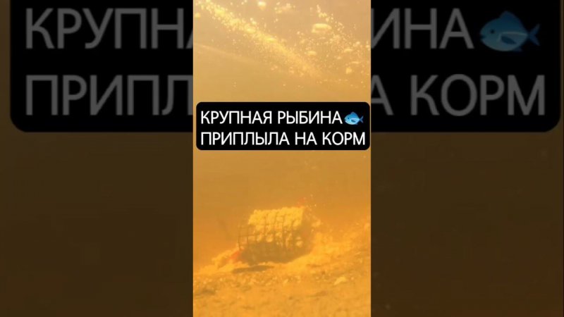 ЛОВИЛИ ТАКИХ ??? #shorts #fishing #рыбалка #рыбалканафидер