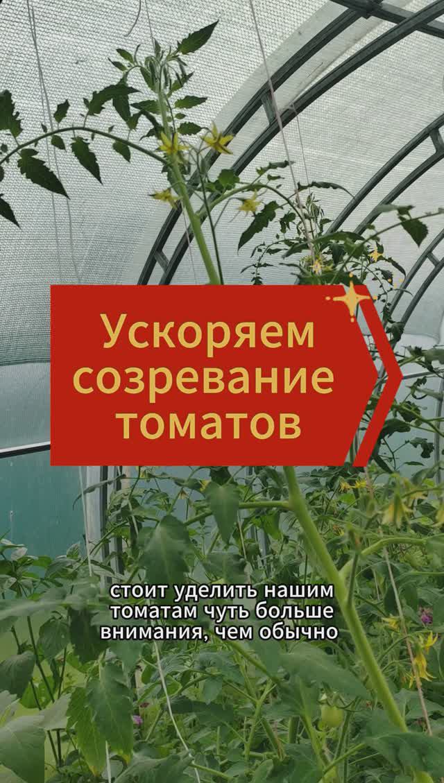 Как ускорить созревание томатов #томаты #shorts