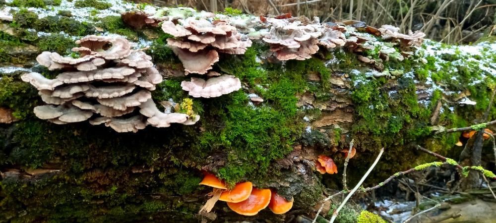 ‼️НЕ ОЖИДАЛИ ТАКОЙ ГРИБНОЙ ОХОТЫ?❗?Собираем Иудины уши и Фламмулину‼️