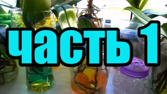 ???Орхидеи в воде спустя 1 месяца. Часть 1  Orchids in water after 1 months..mp4