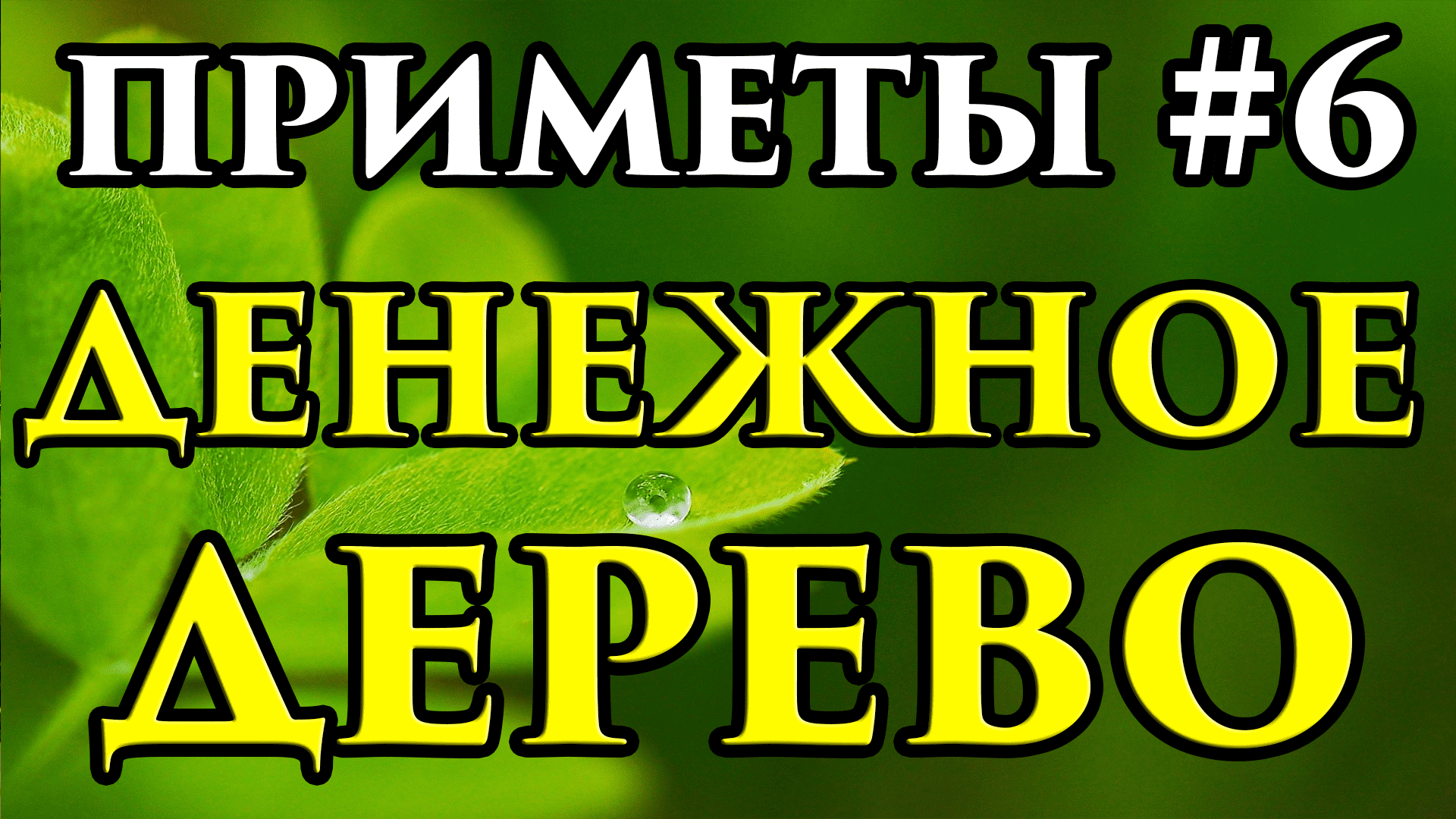 К чему цветет Денежное дерево - приметы ? - Маг Fose