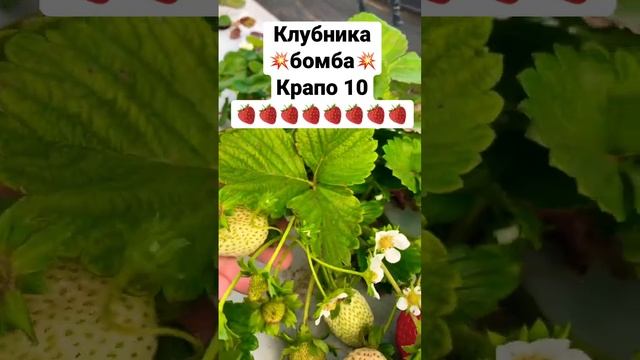 Супер сорт клубники Крапо 10 радует урожаем в октябре