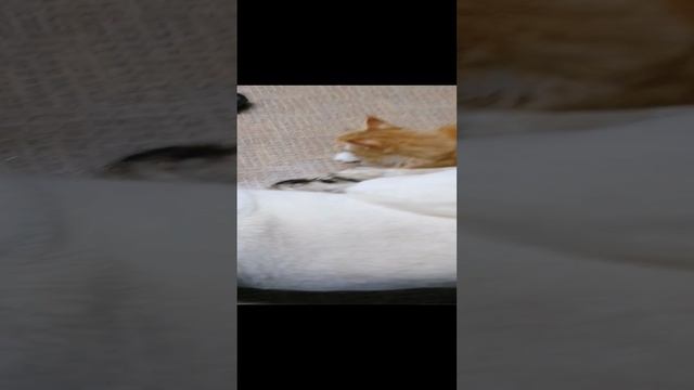 Это любофф? самообман? #алабай #кошка #Шилеле