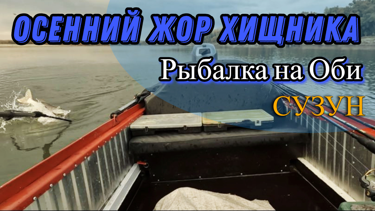 Рыбалка на Оби (Сузун) 3 октября 2022 г. Осенний жор хищника.