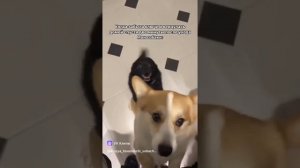 милаш