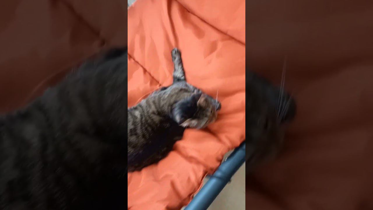 Когда не взяли на дачу