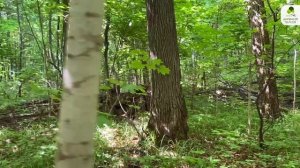 ООПТ - Парк с. Ильинское Тарусского района