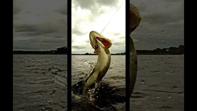 Речные монстры: самые большие щуки, пойманные в России.  #shorts