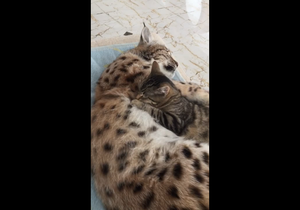 Кошка решила вздремнуть вместе с рысью