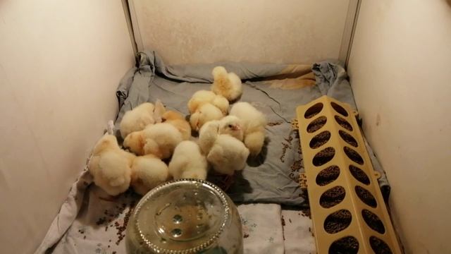 Выращивание бройлеров,  первые сутки