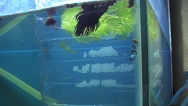 Рыбки Петушки мечут икру.mp4