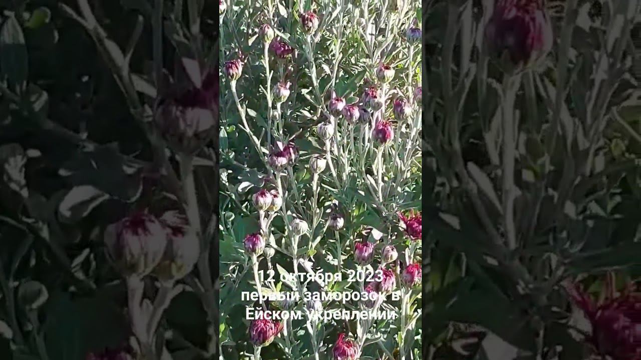 Первый ночной заморозок, 12 октября 2023 г.