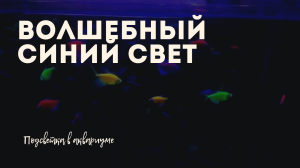 Аквариум. Волшебный синий свет
