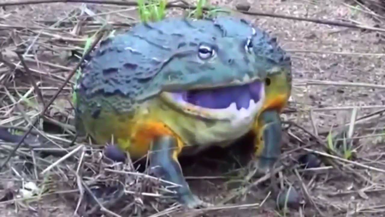 Нашествие лягушек. Подборка