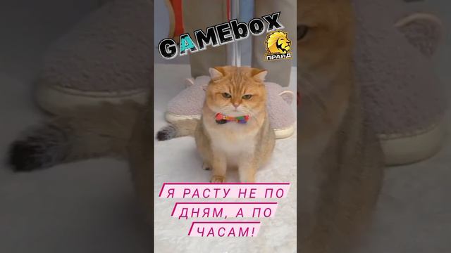 Camebox растёт не по годам