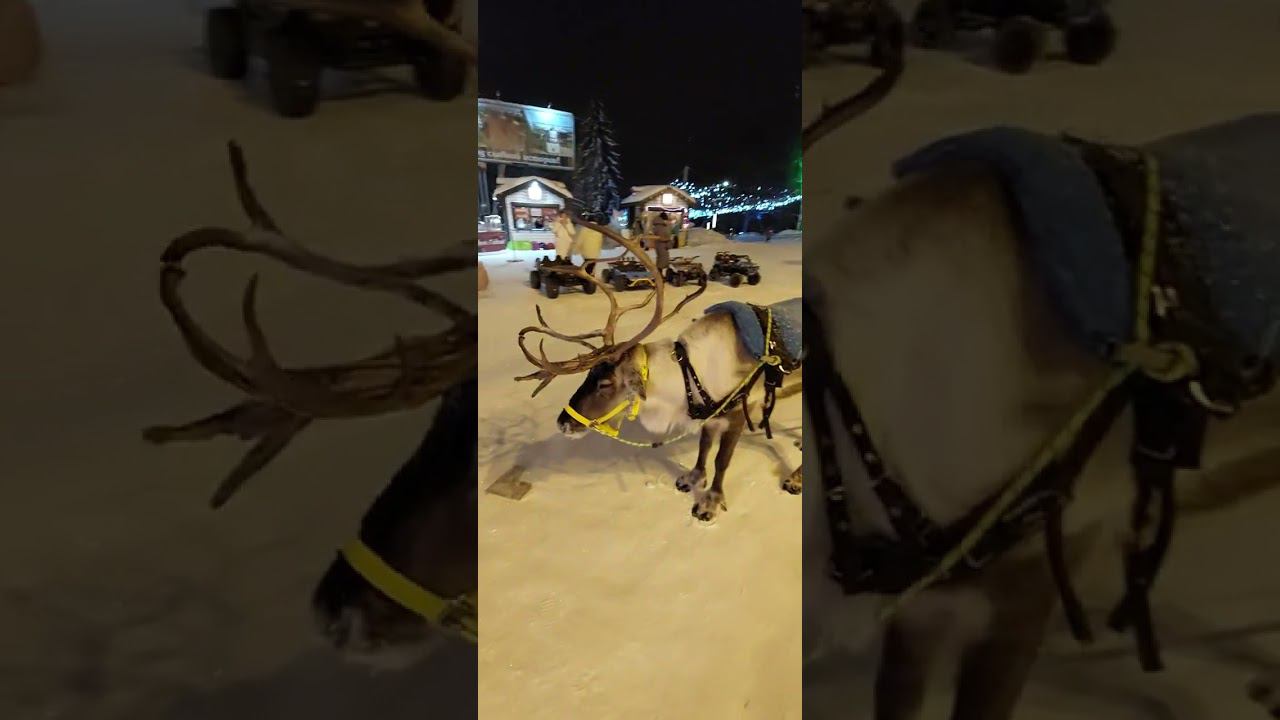 Северный олень в Нижнем Тагиле