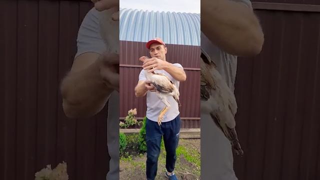 Пара-2 Империя Шамо.mp4