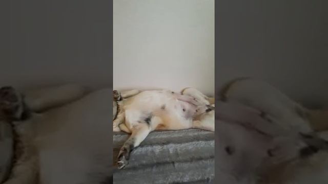 Сладкий сон мопса