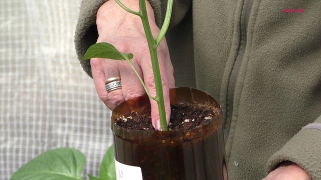 как правильно высадить сладкий перец в теплицу.mp4