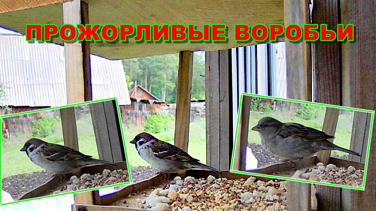 Слетевшиеся к кормушке воробьи.