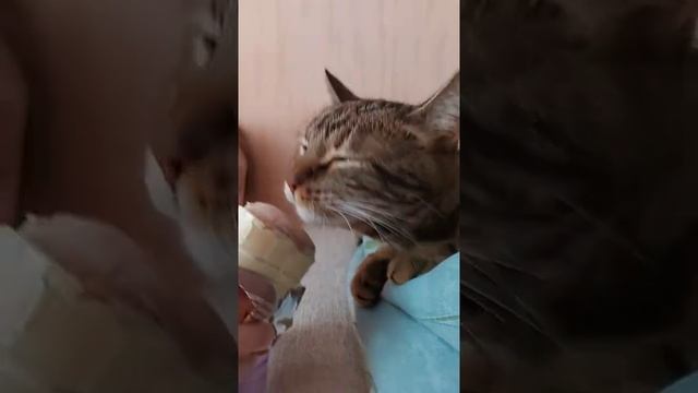 #adam #eva ?Елена Ваенга?Желаю?#shorts #tiktok.mp4