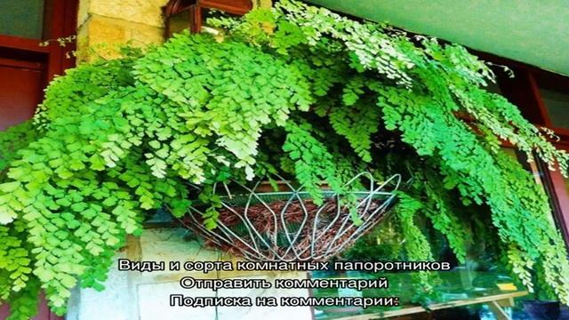 Папоротники комнатные — виды и названия самых популярных растений ...