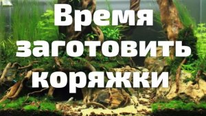 Время заготовить коряжки в аквариум