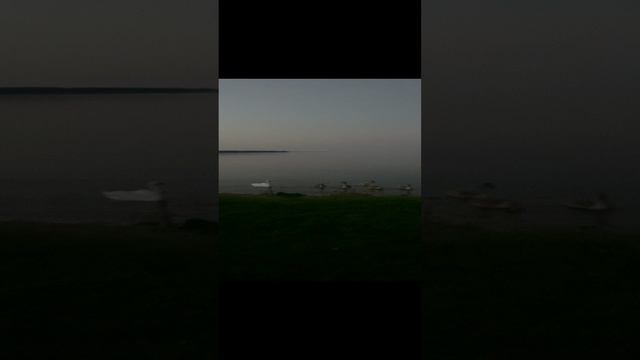 Лебеди!