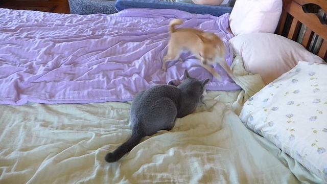 Неразделенная любовь