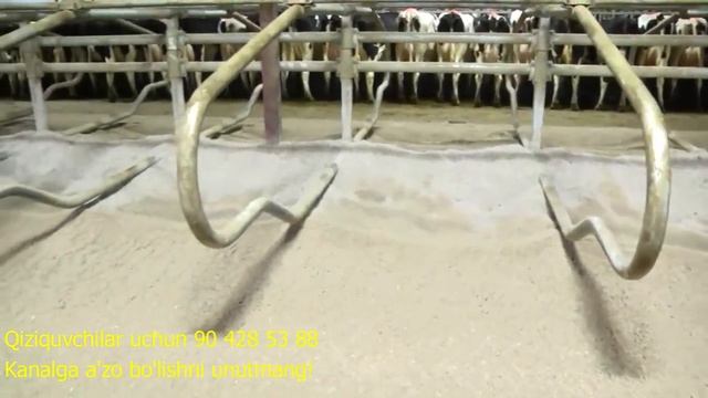 Amerikada sutchilik fermasi  Ko'ring Amerikada ferma qanday qilingan.mp4