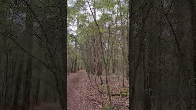 лес оживает