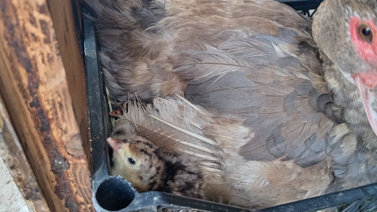 Индоутка вывела индюшат